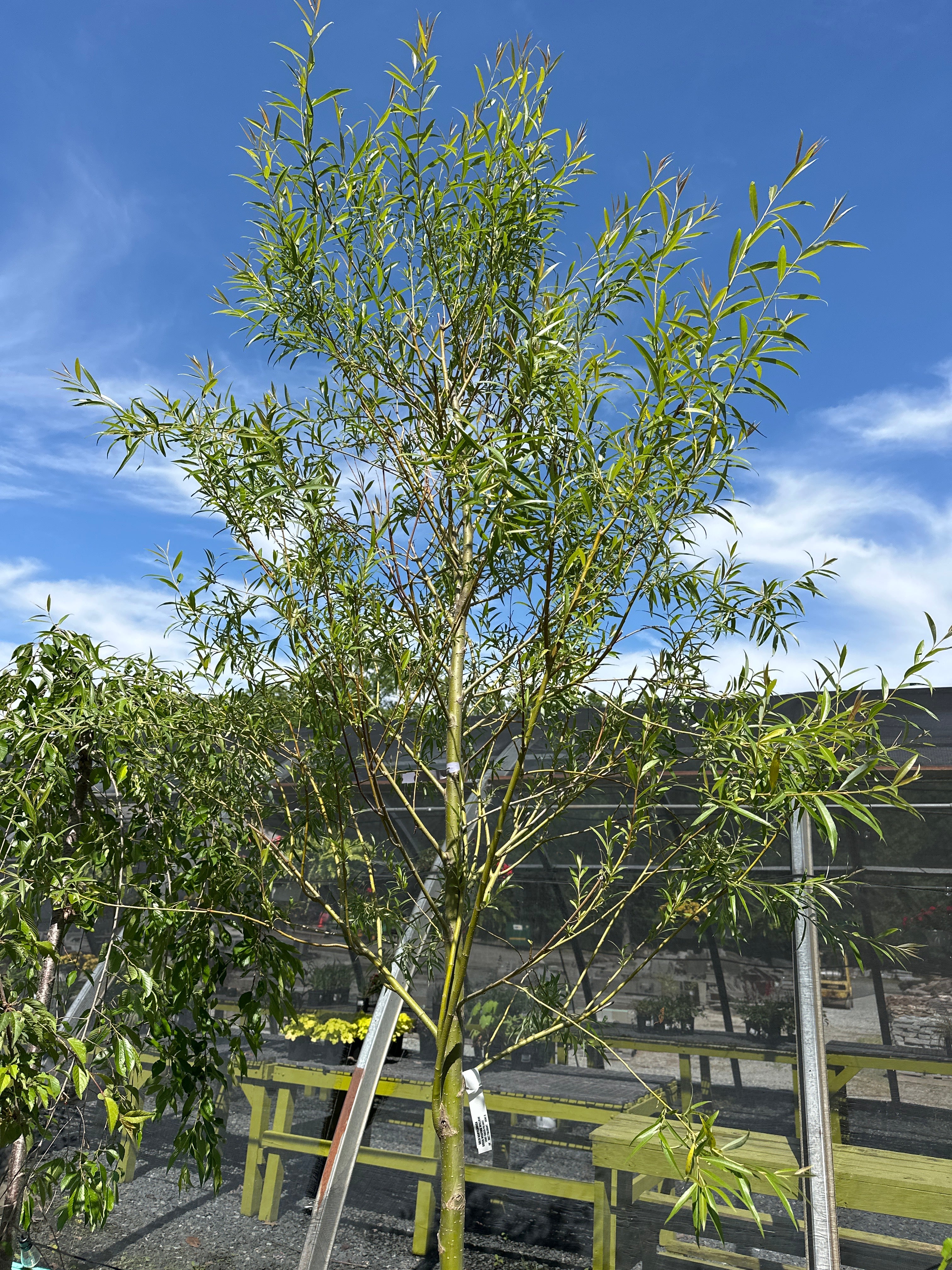 Salix 'Babylonica' - Weeping Willow – Greenspring Nursery & Stone
